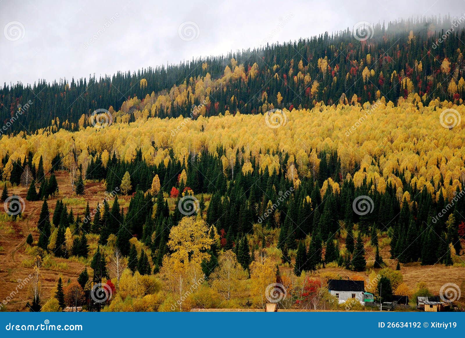 Gornaya Shoriya stock photo. Image of kind, boskage, spruce - 26634192
