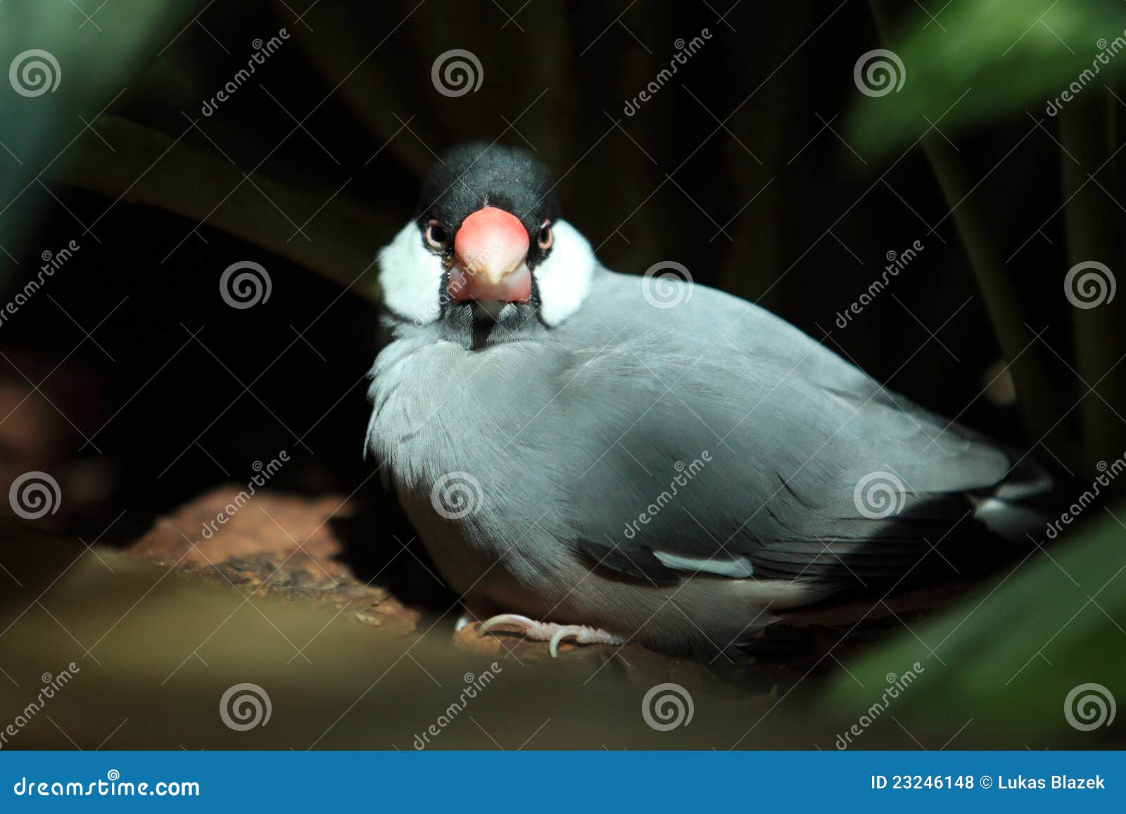 Gorrión de Java foto de archivo. Imagen de arroz, cuenta - 23246148