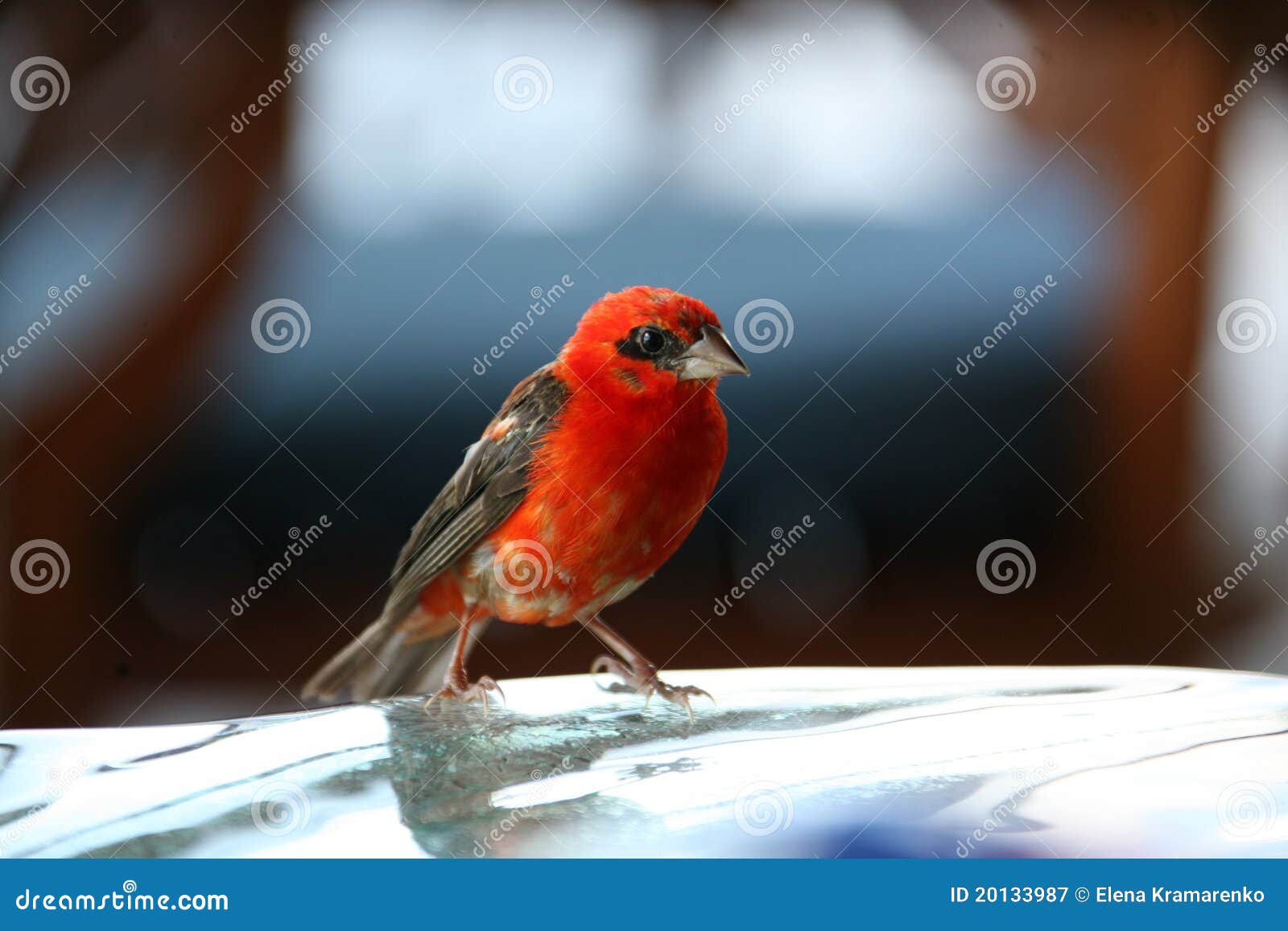 Gorrión rojo imagen de archivo. Imagen de pico, animal - 20133987