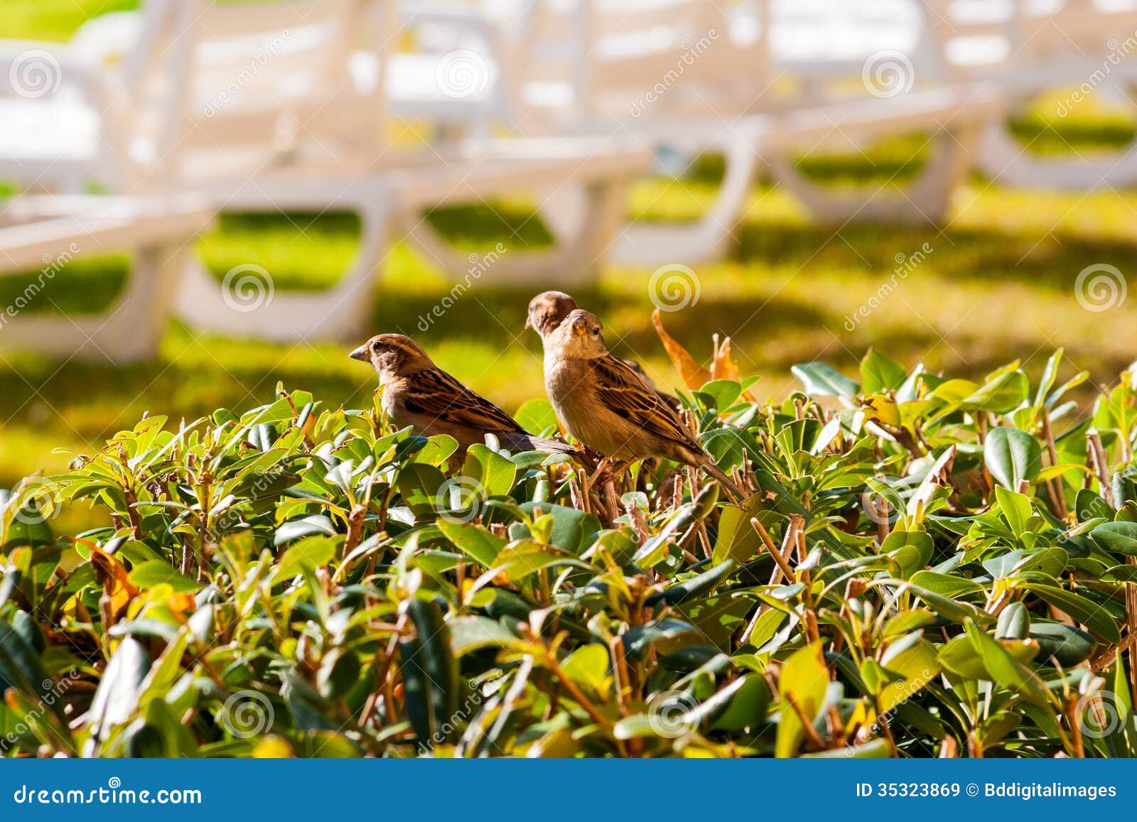 Gorriones imagen de archivo. Imagen de sentada, pico - 35323869