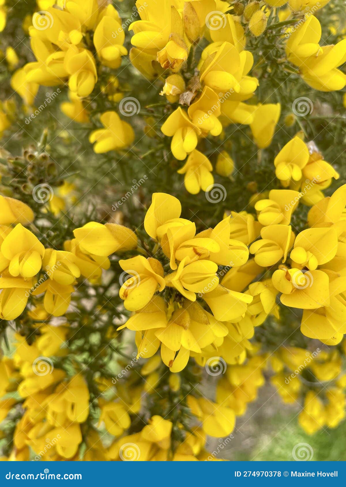 Gorse bush in early spring stock photo. Image of time - 274970378