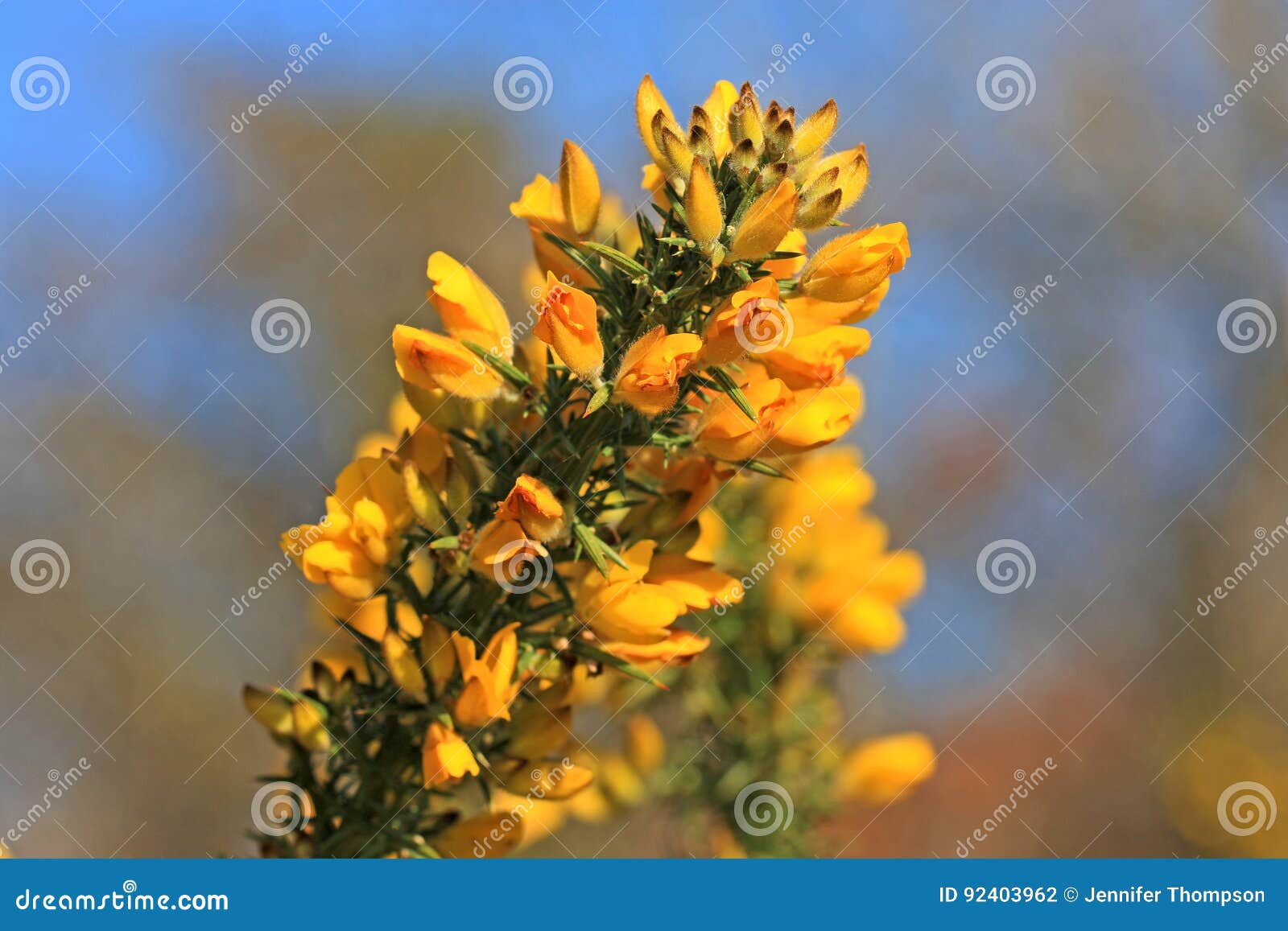 Gorse Bush Stock Image | CartoonDealer.com #55909489