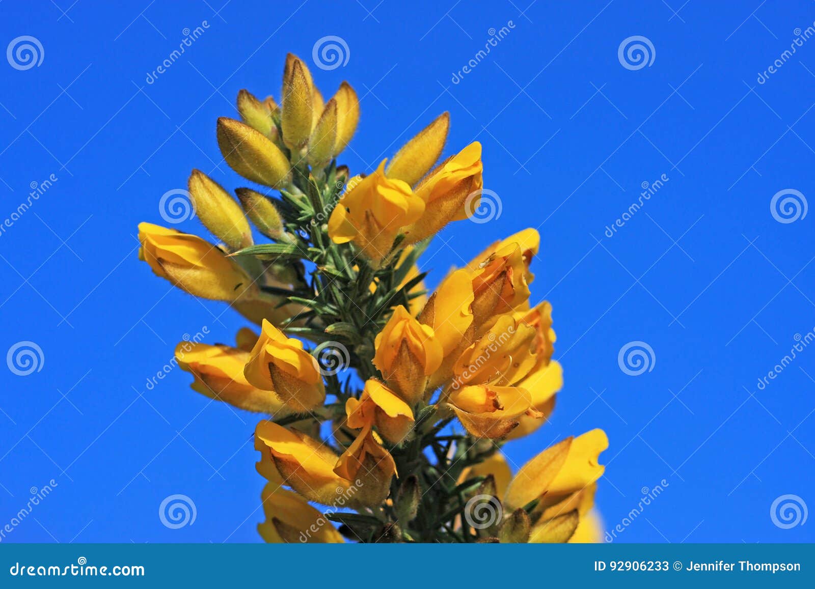 Gorse bush stock image. Image of yellow, europaeus, furze - 92906233