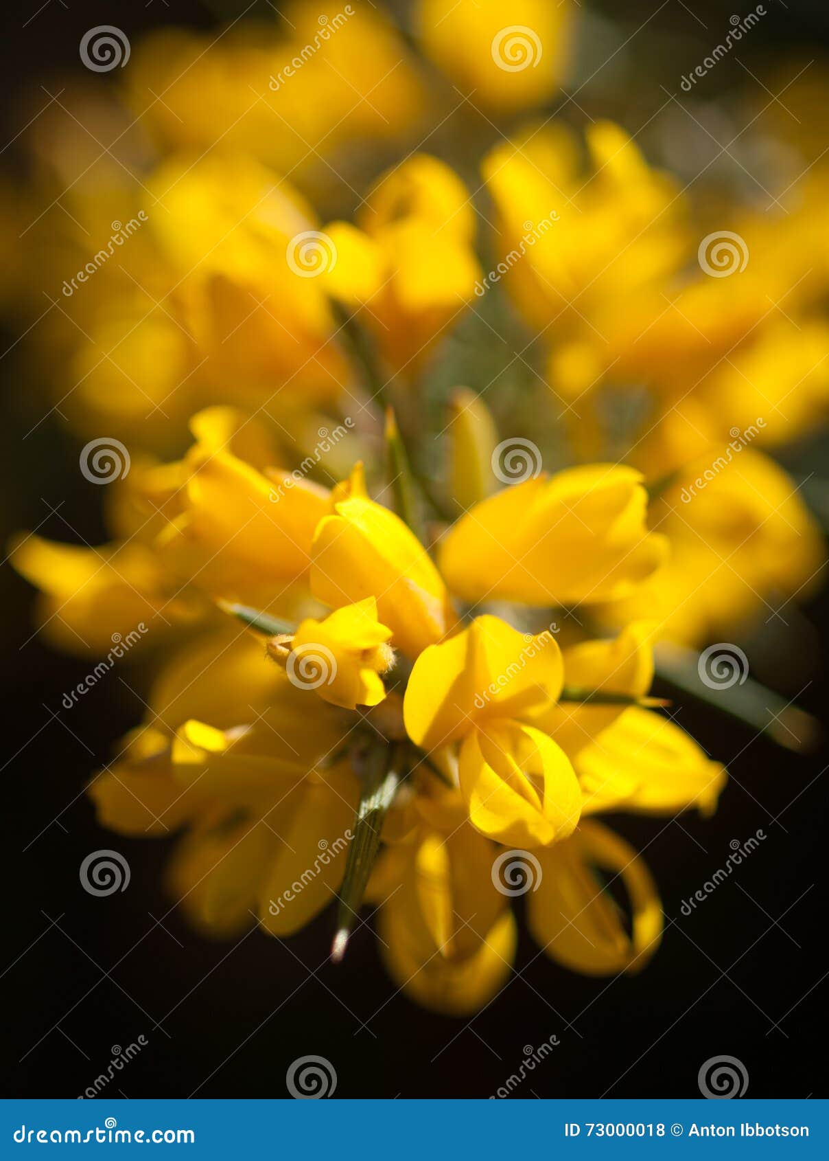 Gorse Flower Head Ulex Europaeus Stock Photo - Image of garden, yellow ...