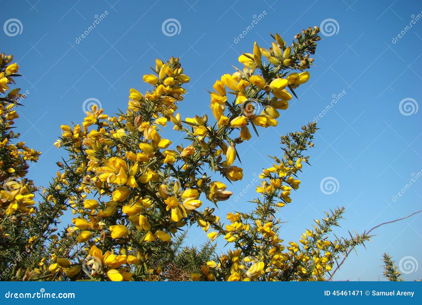 Furze Or Gorse Royalty-Free Stock Photography | CartoonDealer.com ...