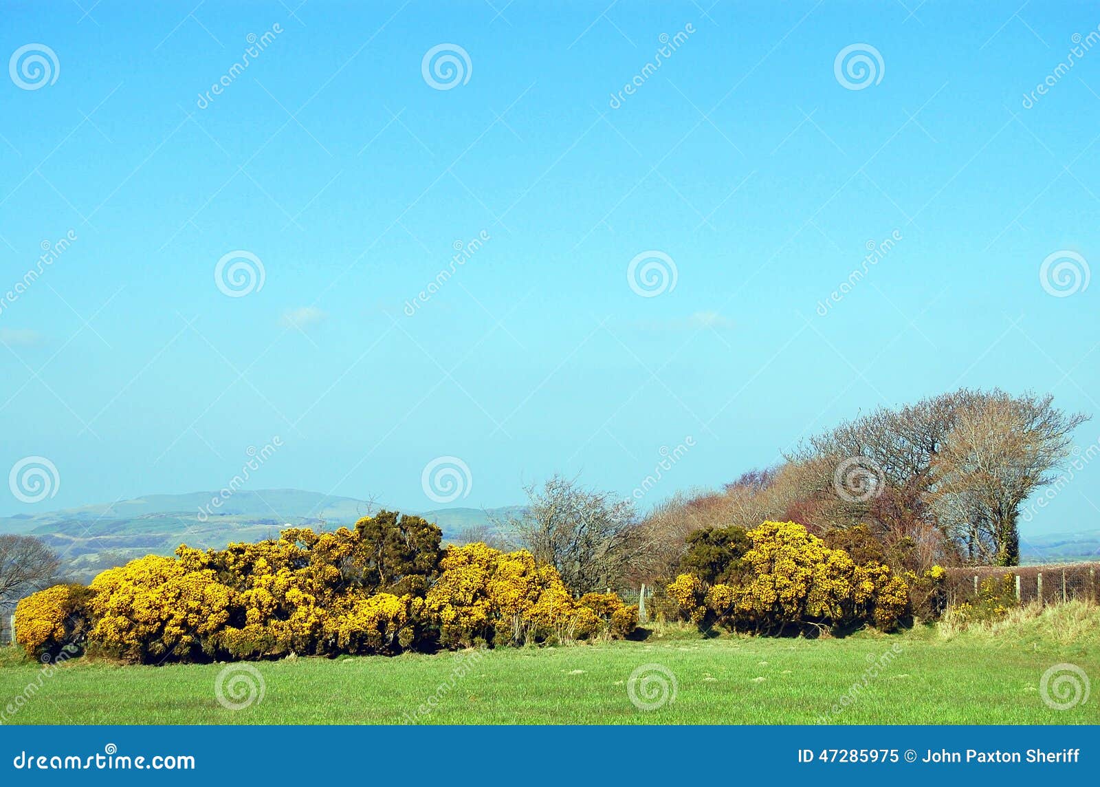 Gorse, or Ulex-europaeus, in Bloom Stock Image - Image of beautiful ...