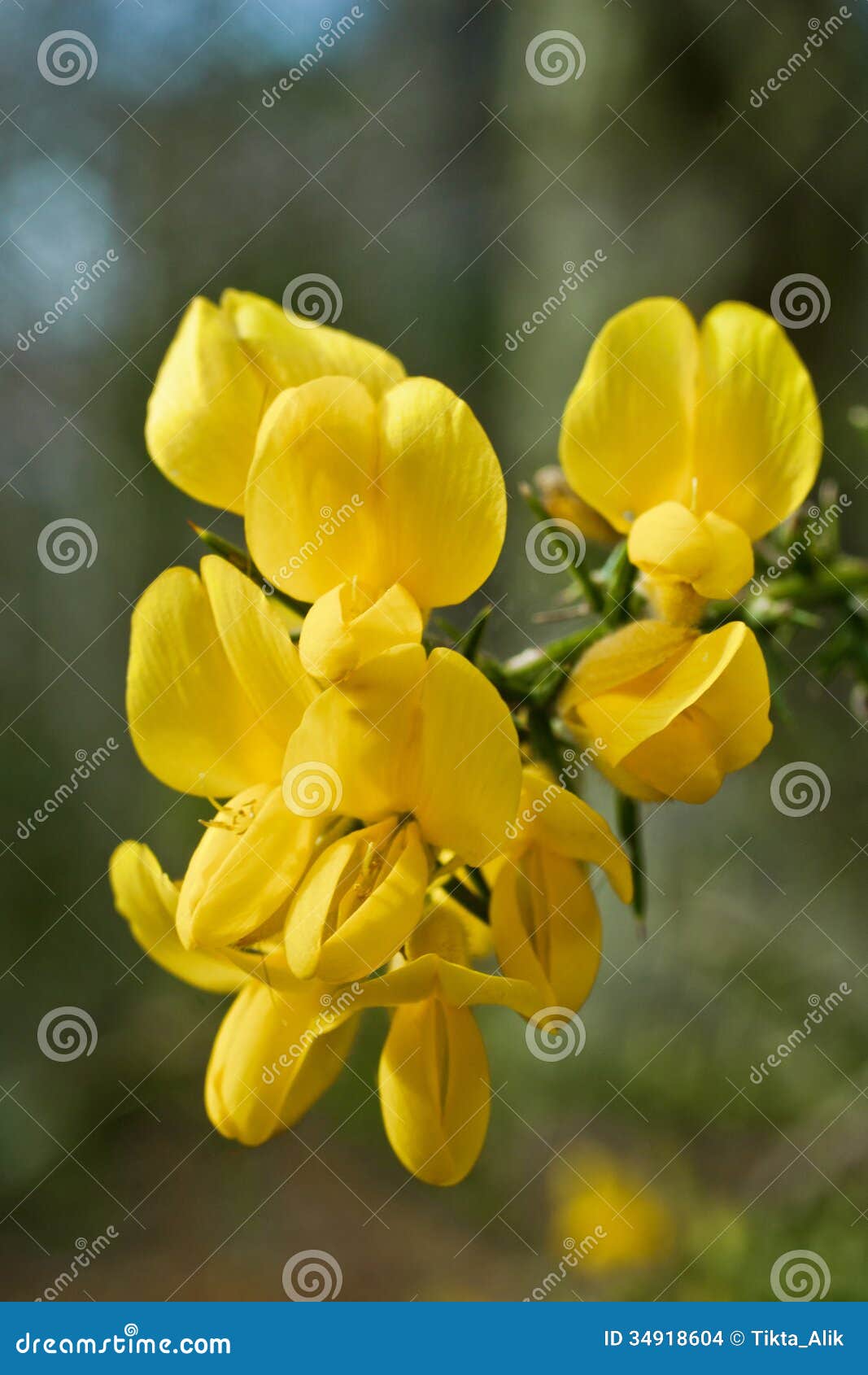Gorse. Ulex europaeus stock photo. Image of gorse, botany - 34918604