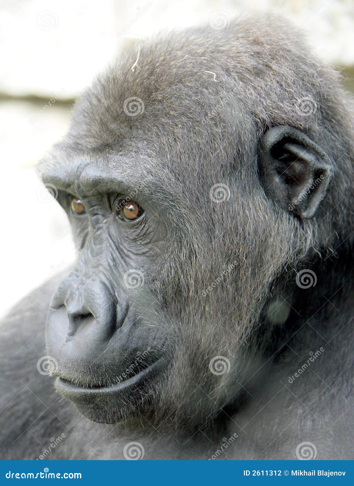 Goryl 9 zdjęcie stock. Obraz złożonej z ekologia, istota - 2611312