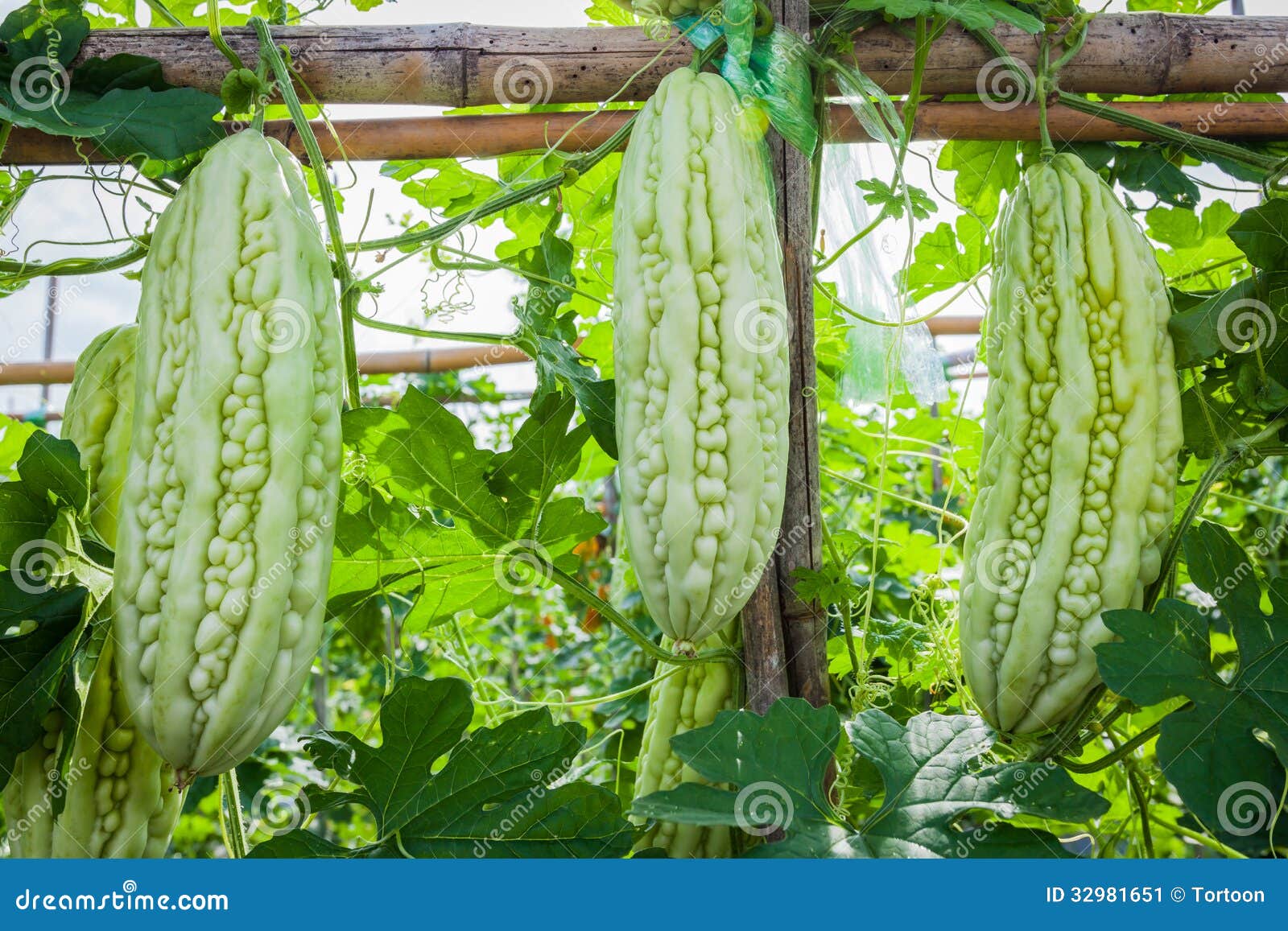 Gorzki melon obraz stock. Obraz złożonej z farmland, owoc - 32981651
