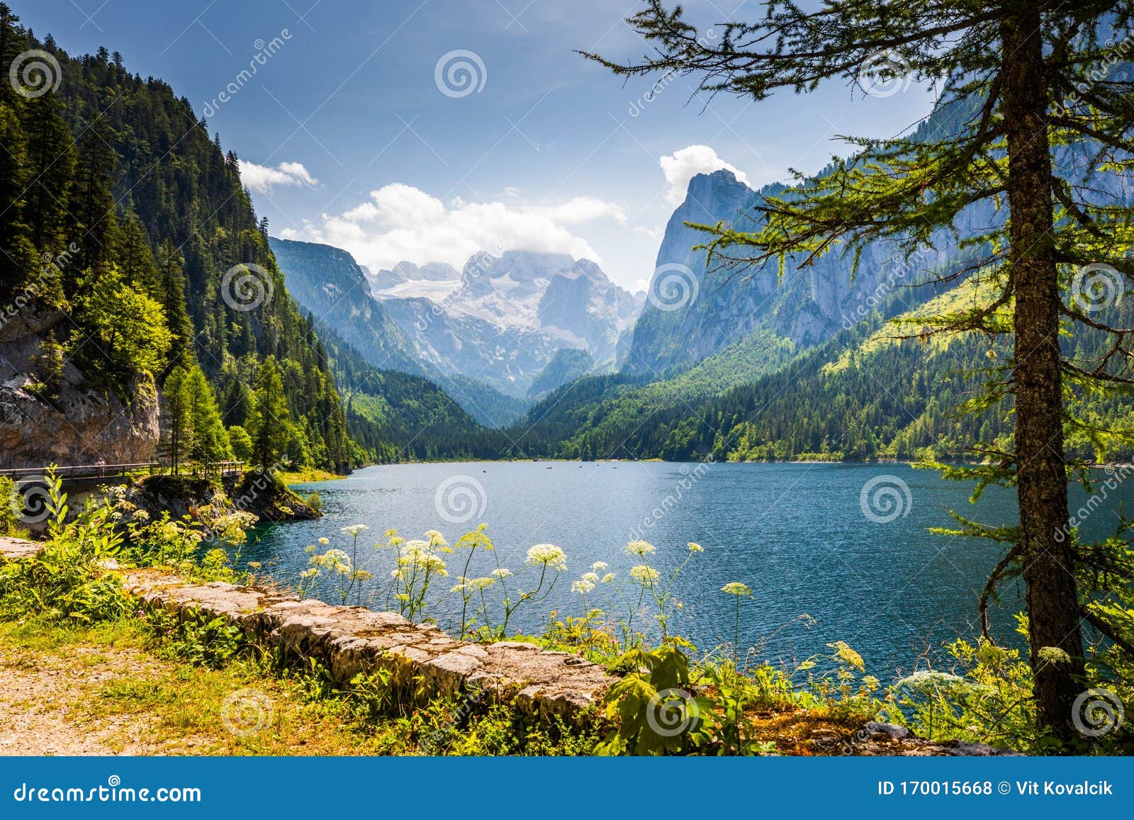 Gosausee Lake and Tree with Dachstein Behind Stock Photo - Image of ...