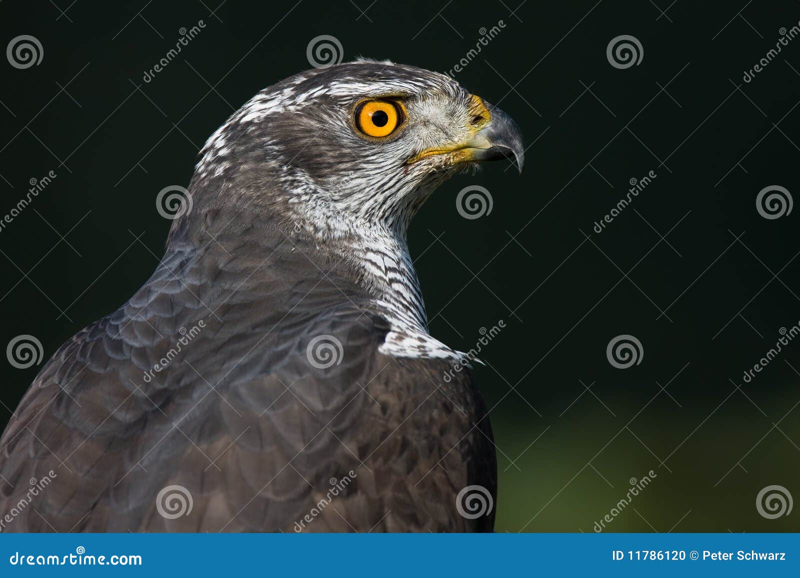 Goshawk stock photo. Image of falconry, hunting, animal - 11786120