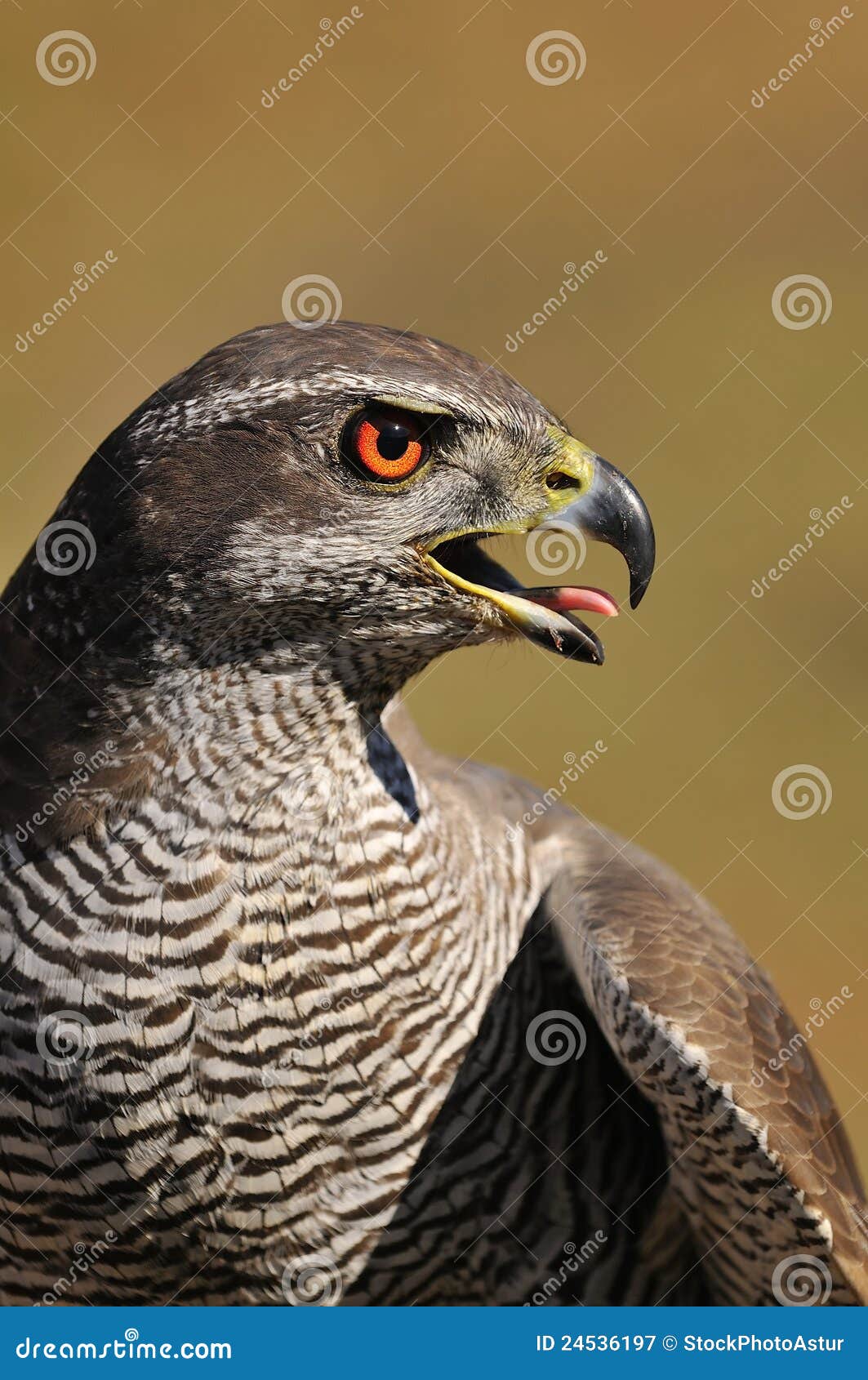 Goshawk. stock image. Image of blood, carnivore, falcon - 24536197