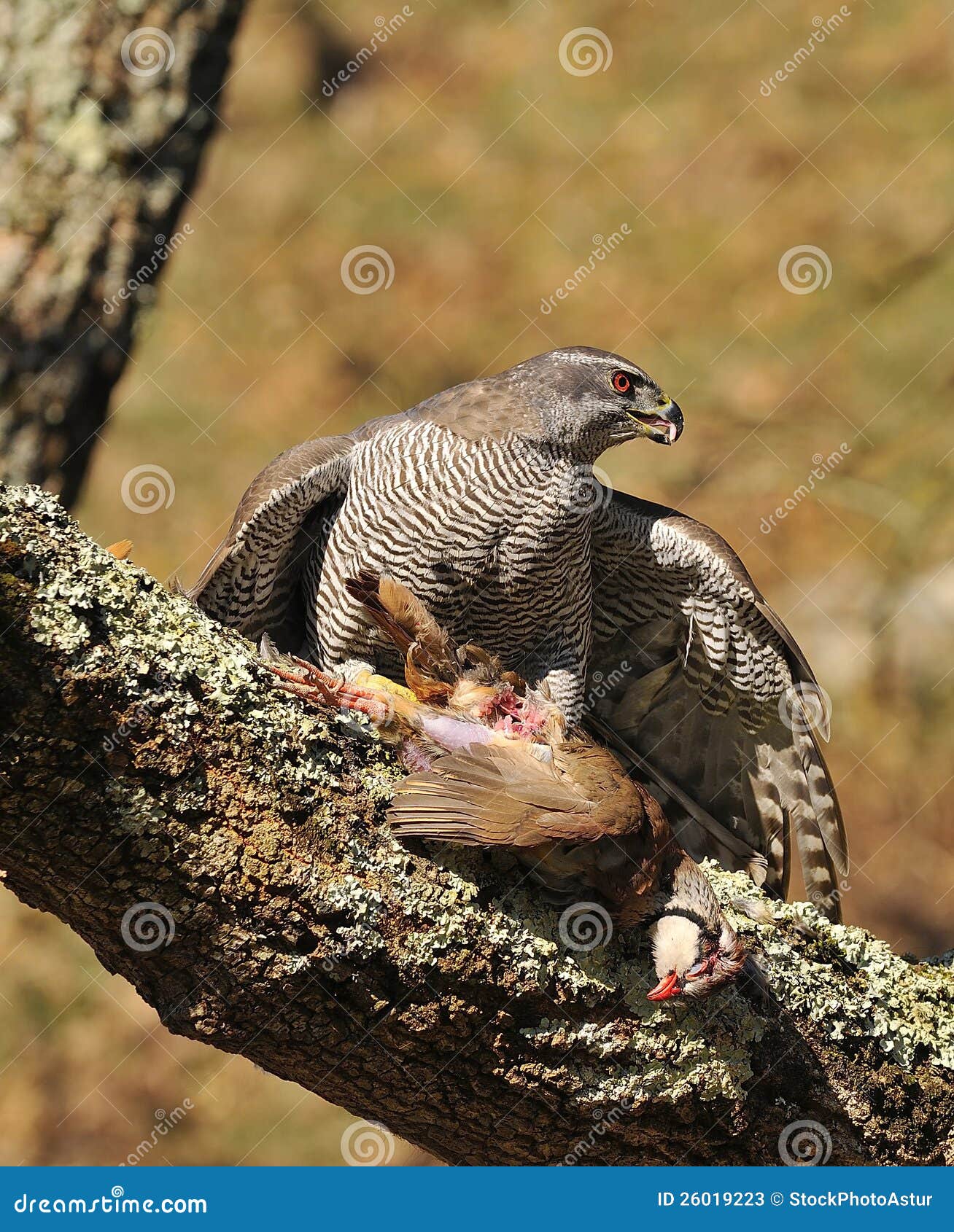 Goshawk stock image. Image of accipiter, eagle, feathers - 26019223