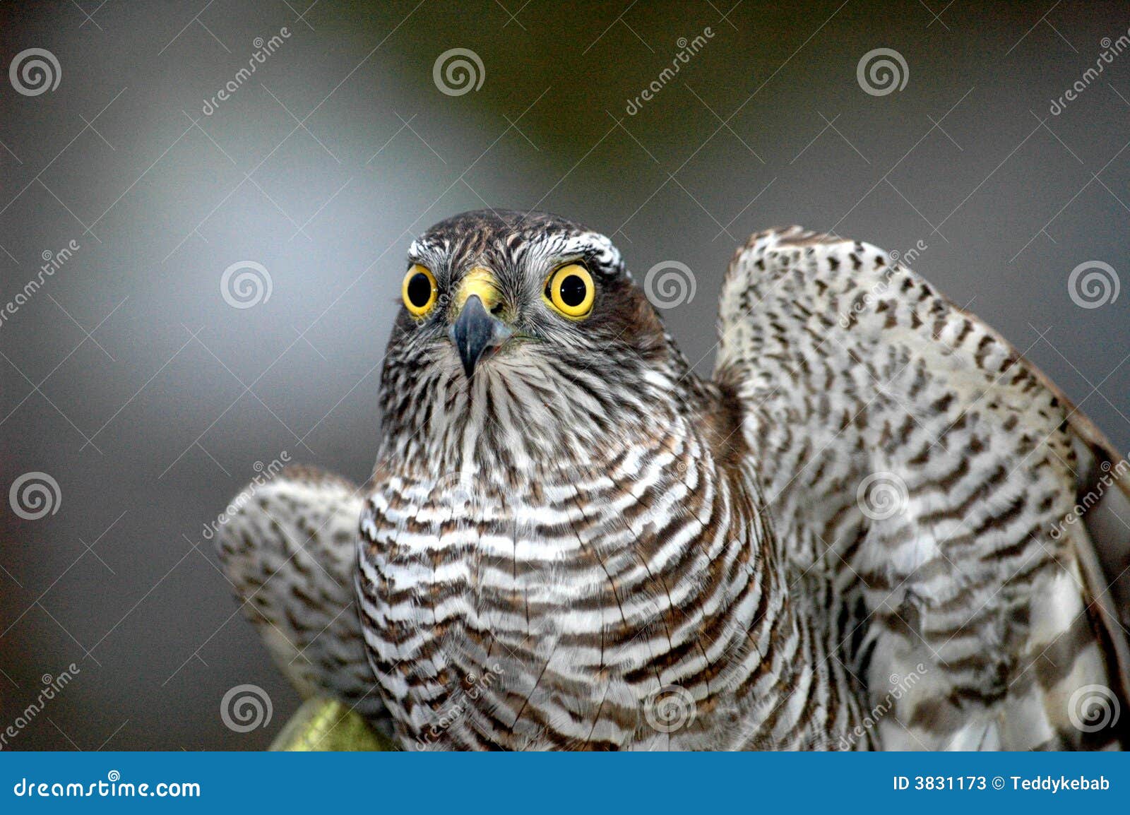 Goshawk stock image. Image of head, camera, goshawk, wild - 3831173