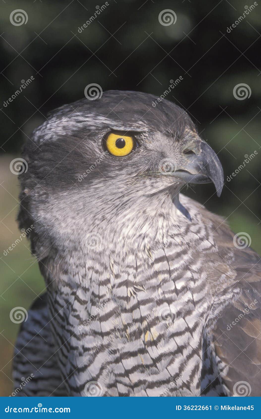 Goshawk, Accipiter Gentilis Stock Image - Image of goshawk, accipiter ...