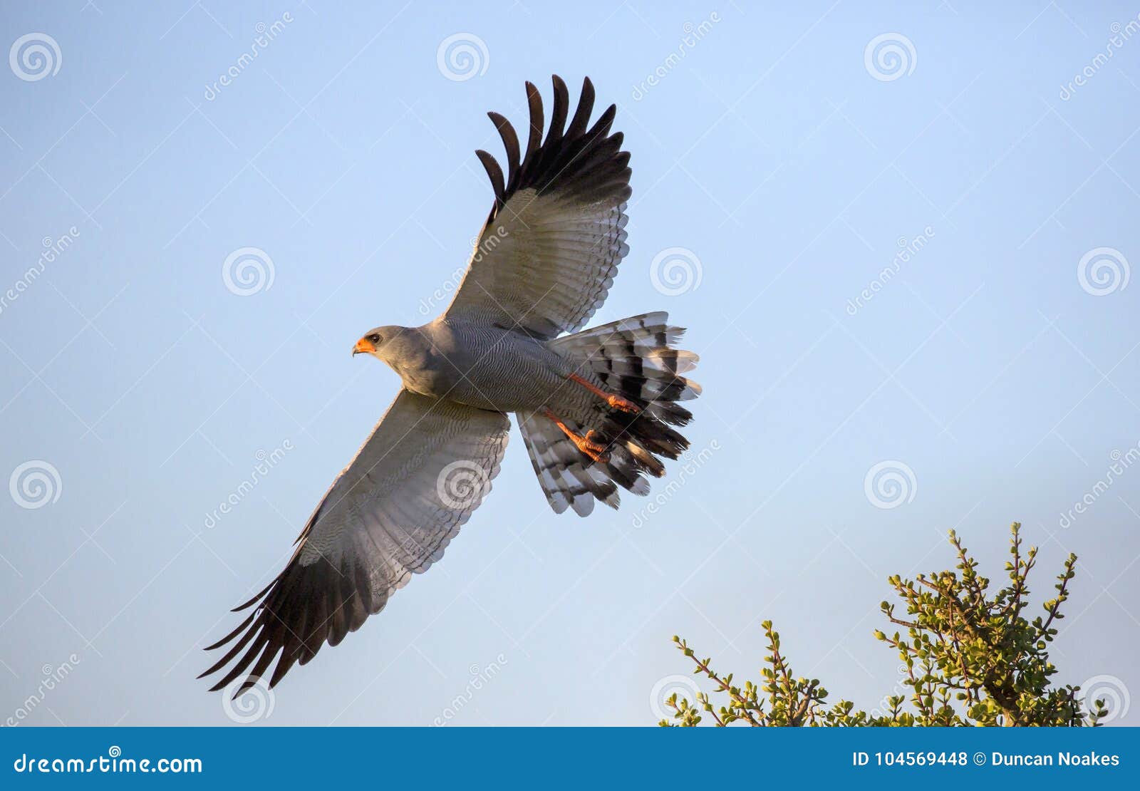 Goshawk Bird of Prey in Flight Stock Photo - Image of goshawk, graceful ...