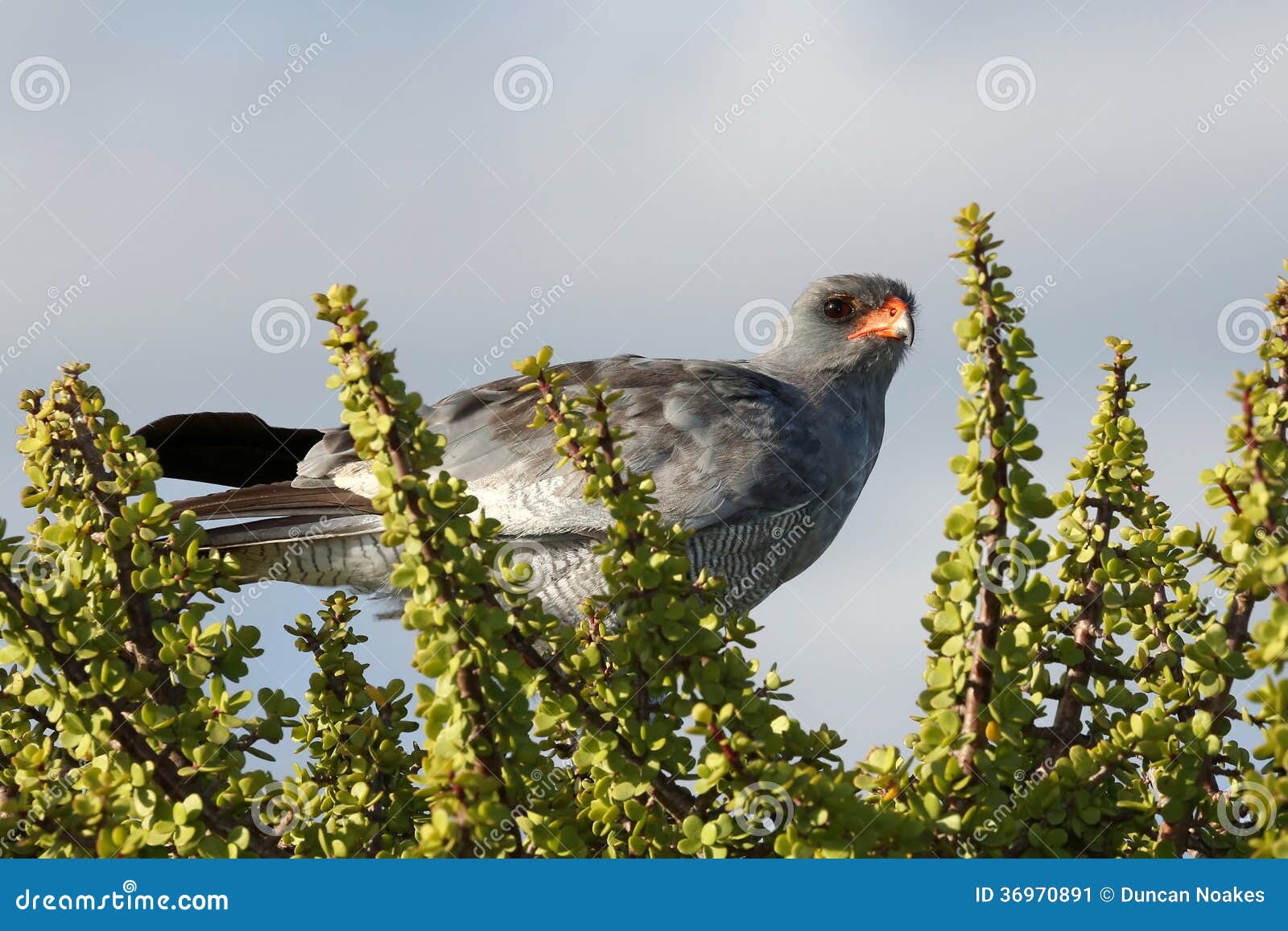 Goshawk bird of prey stock image. Image of prey, feathers - 36970891