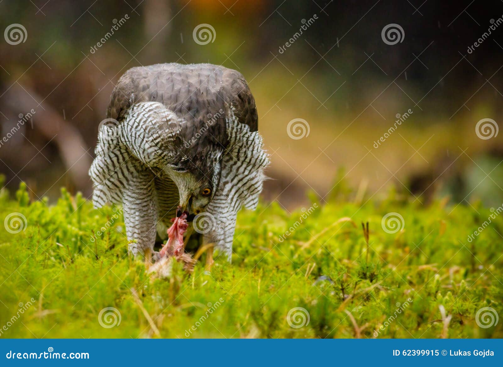 Goshawk Feeding on Young Rabbit Stock Image - Image of feather, animal ...