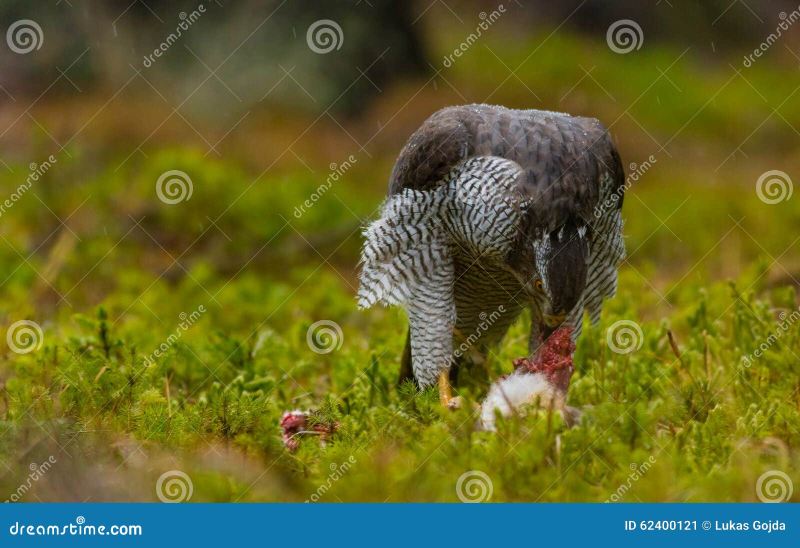 Goshawk Feeding on Young Rabbit Stock Image - Image of keen, colorful ...