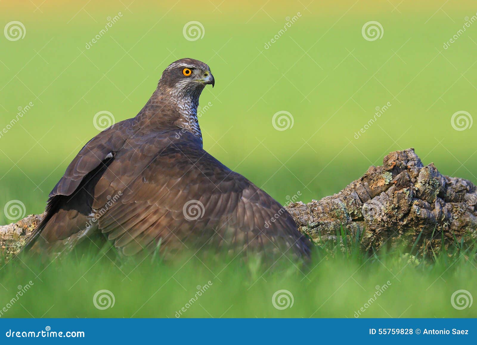 Goshawk hunting stock photo. Image of yellow, birds, goshawk - 55759828
