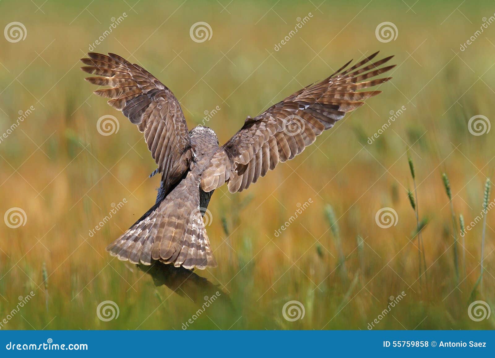 Goshawk hunting birds stock photo. Image of bird, predatory - 55759858