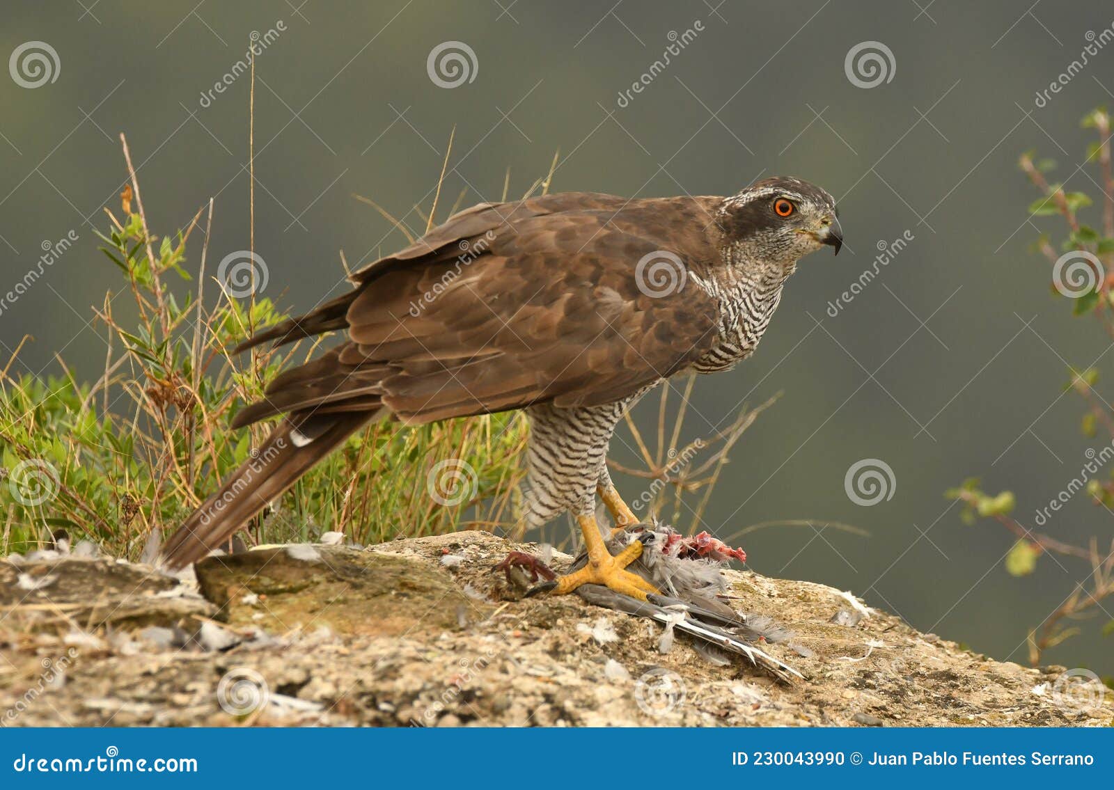 Goshawk with Its Prey in Its Hunting Territory Stock Photo - Image of ...