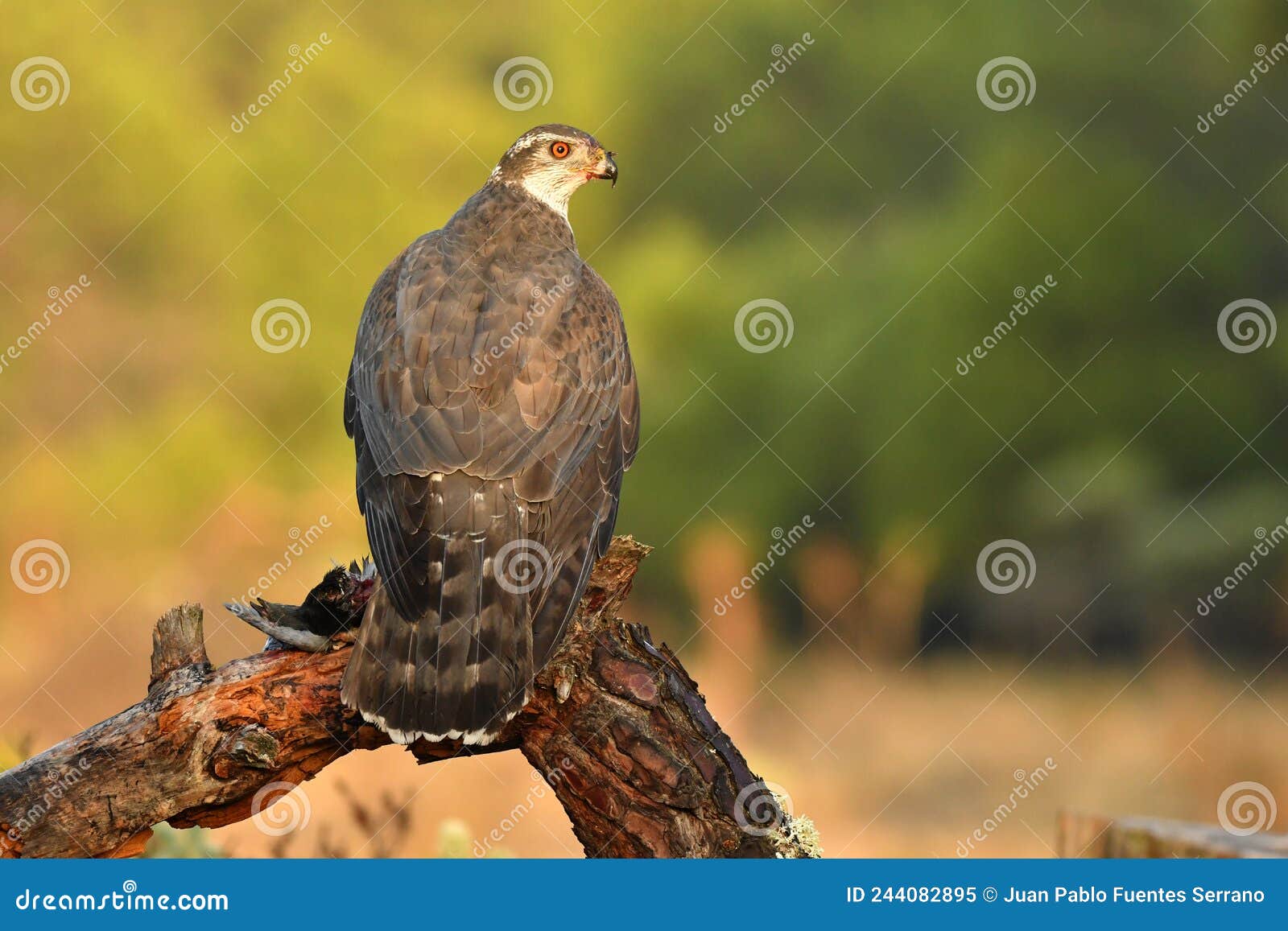 Goshawk Keeps Watch with Its Prey in Its Talons Stock Image - Image of ...