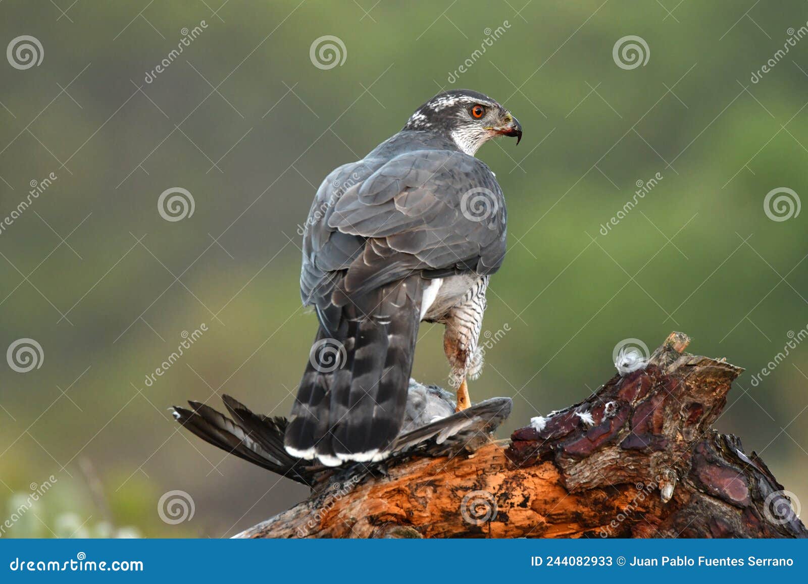 Goshawk Keeps Watch with Its Prey in Its Talons Stock Image - Image of ...