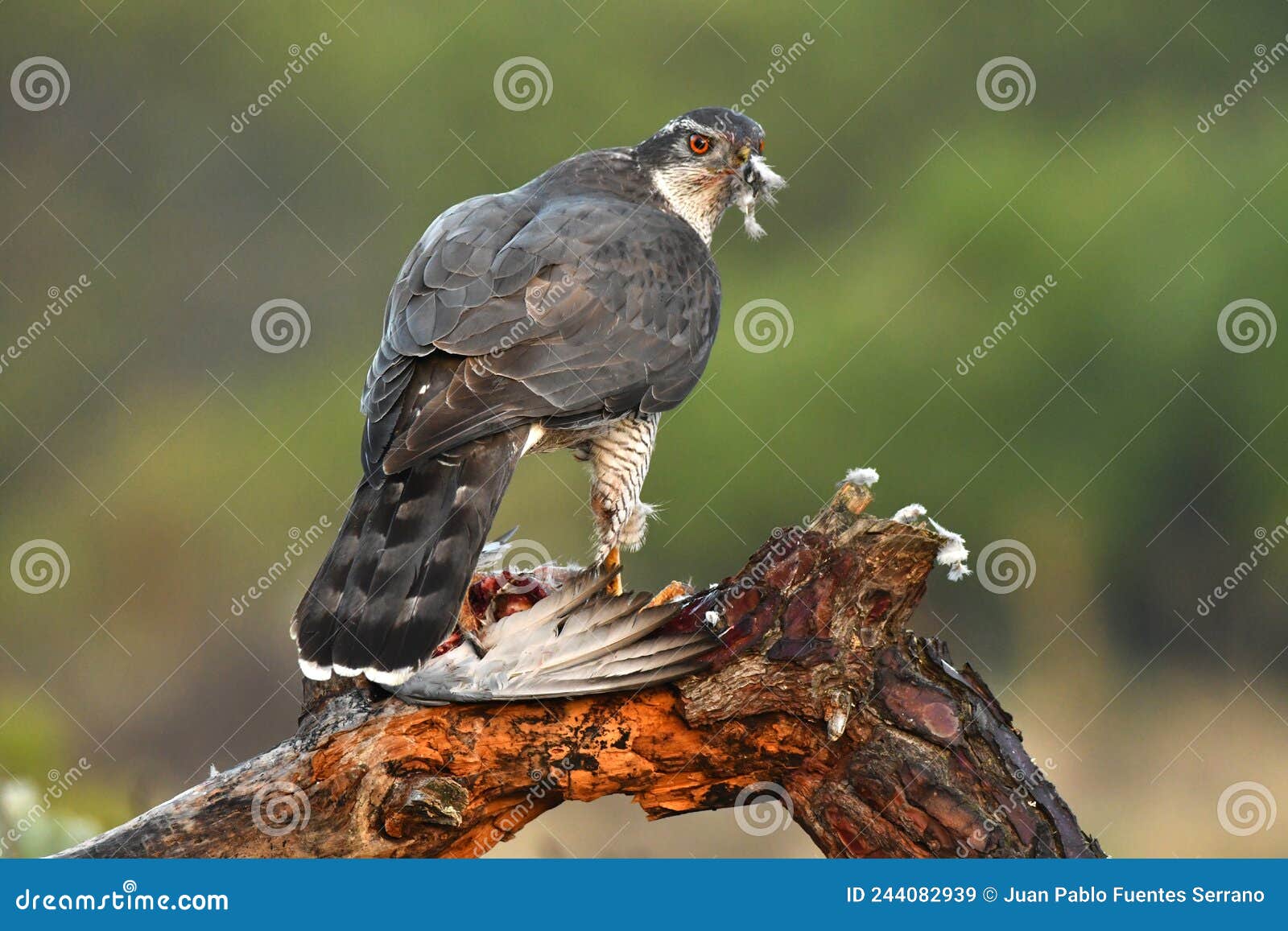Goshawk Keeps Watch with Its Prey in Its Talons Stock Image - Image of ...
