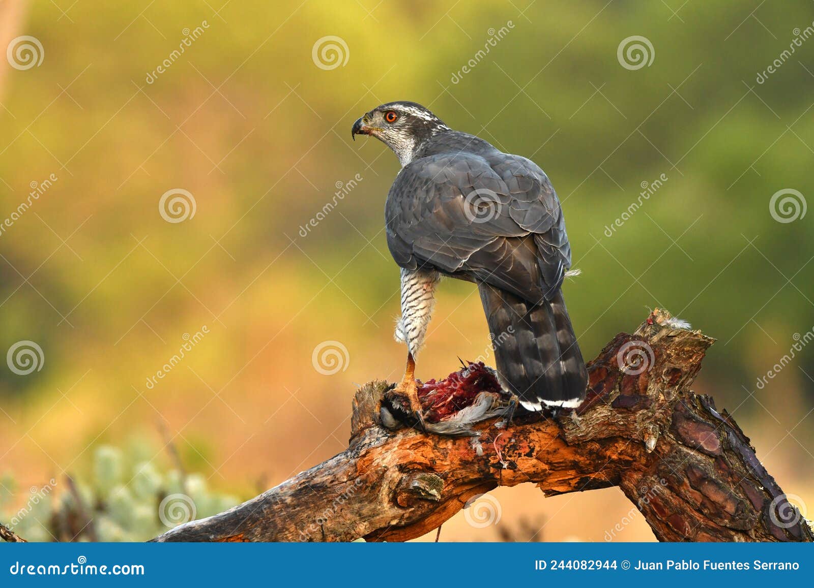 Goshawk Keeps Watch with Its Prey in Its Talons Stock Photo - Image of ...