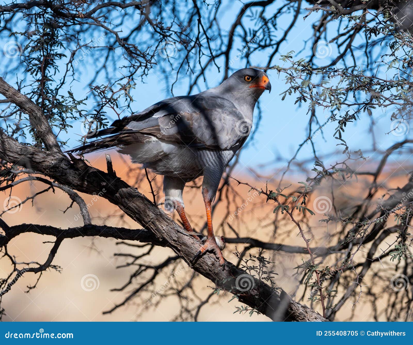 Goshawk with Mouse stock image. Image of kalahari, perched - 255408705