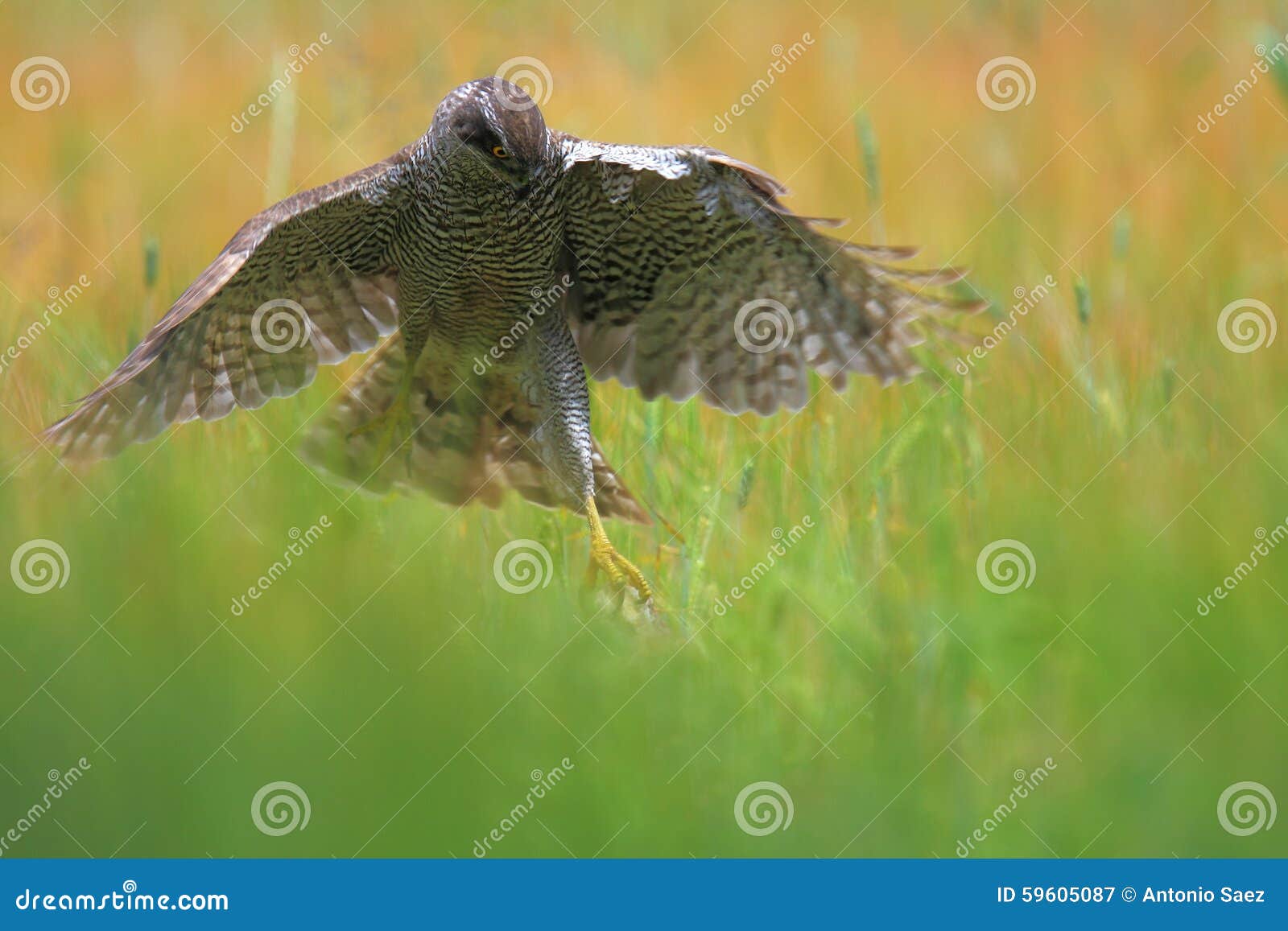 Goshawk stock image. Image of hunting, ecosystem, goshawk - 59605087