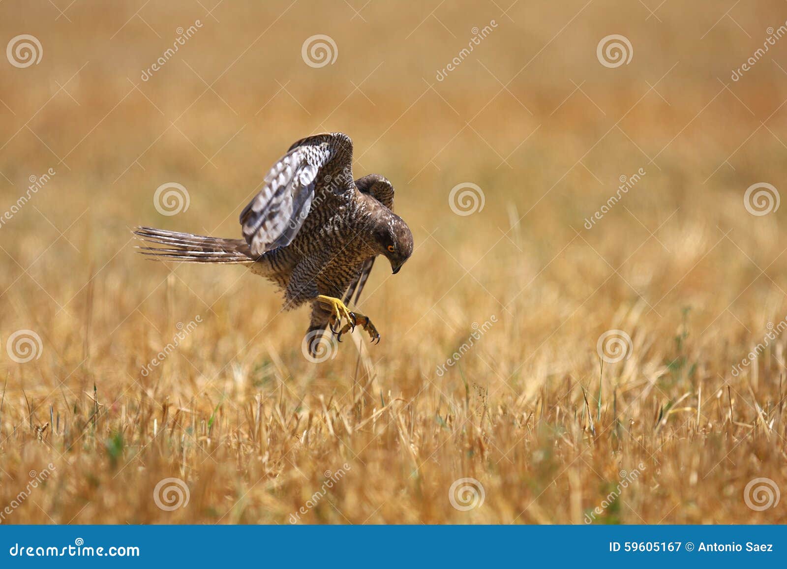 Goshawk stock image. Image of bird, goshawk, fauna, grassland - 59605167