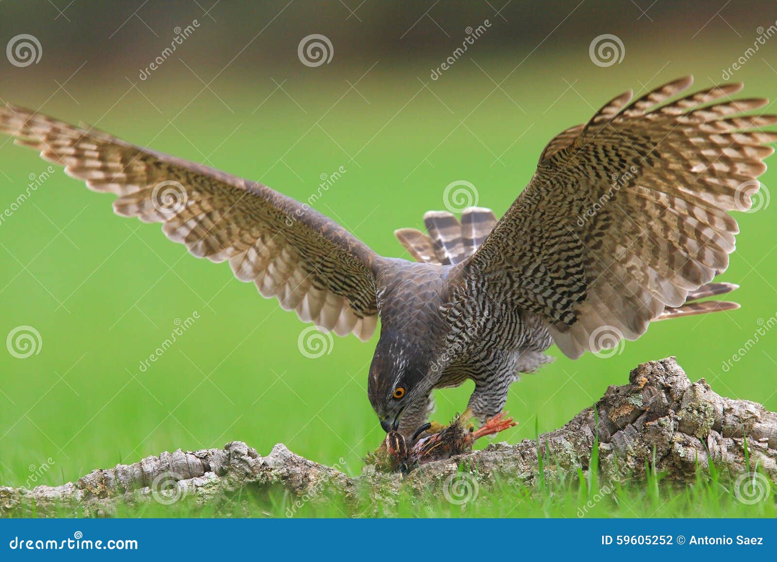 Goshawk stock photo. Image of buzzard, spring, hunting - 59605252