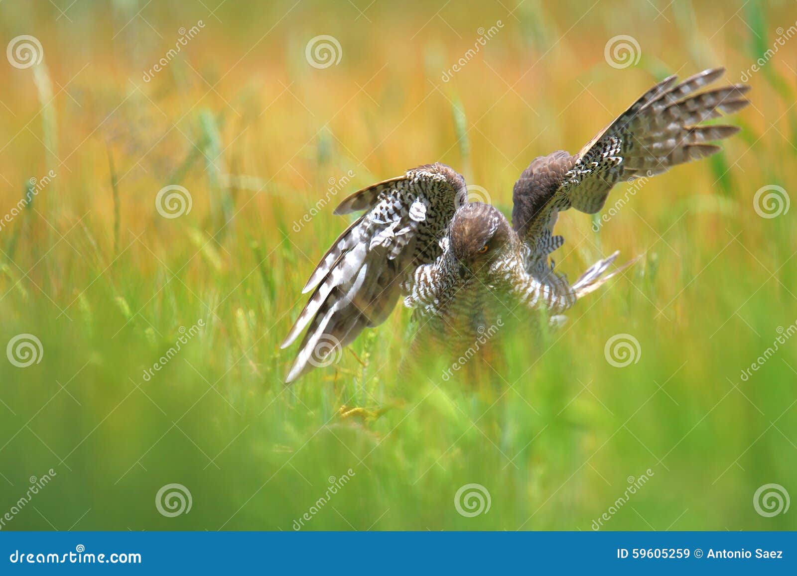 Goshawk stock image. Image of hunting, fauna, prey, ecoregion - 59605259