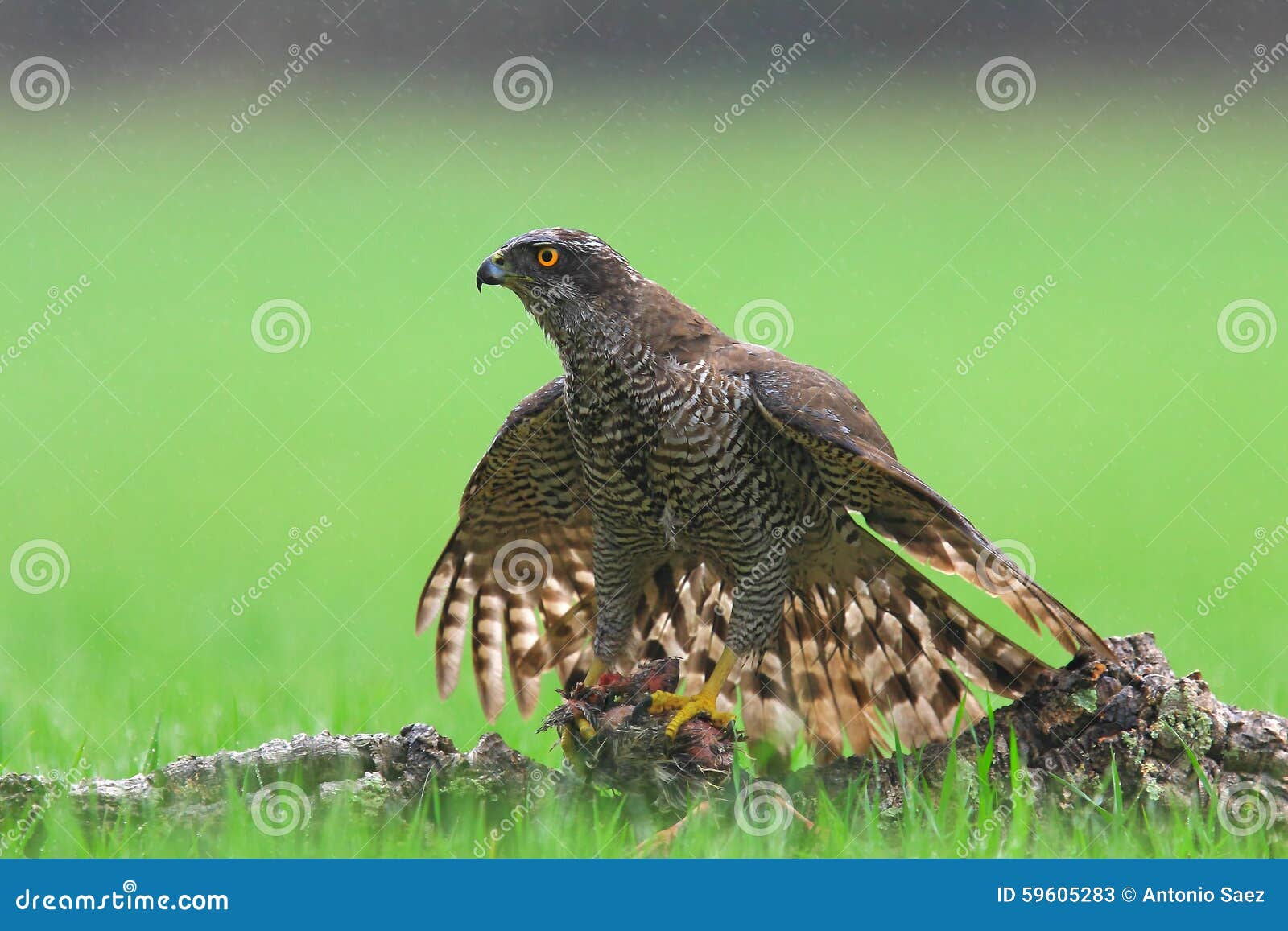 Goshawk stock image. Image of falcon, bird, summer, grass - 59605283