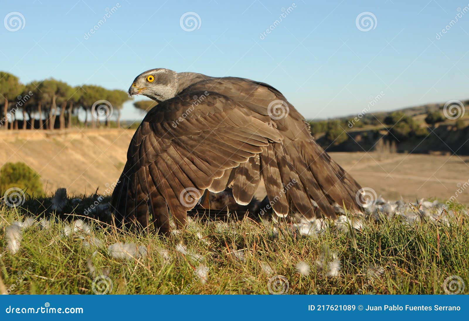 Goshawk in the Pine Forest with a Prey Observes Its Territory Stock ...