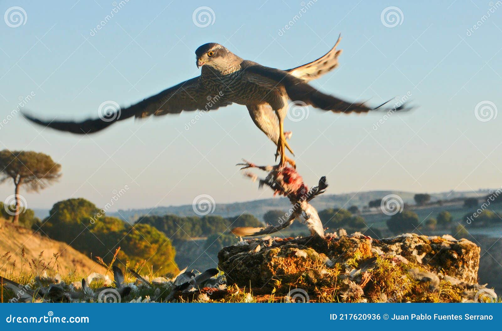 Goshawk poses with a prey stock photo. Image of goshawk - 217620936
