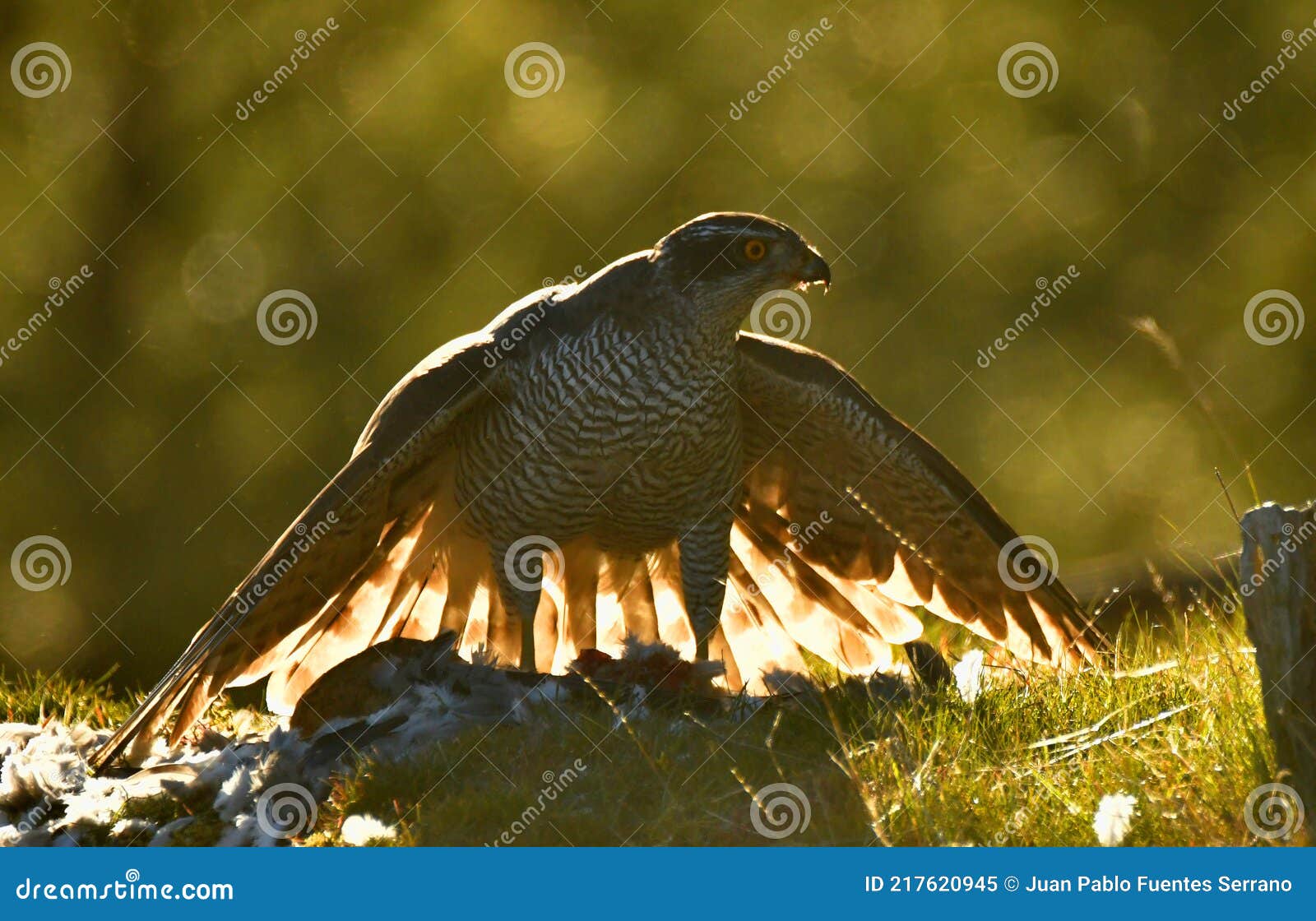 Goshawk with a prey stock image. Image of fowl, buzzard - 217620945