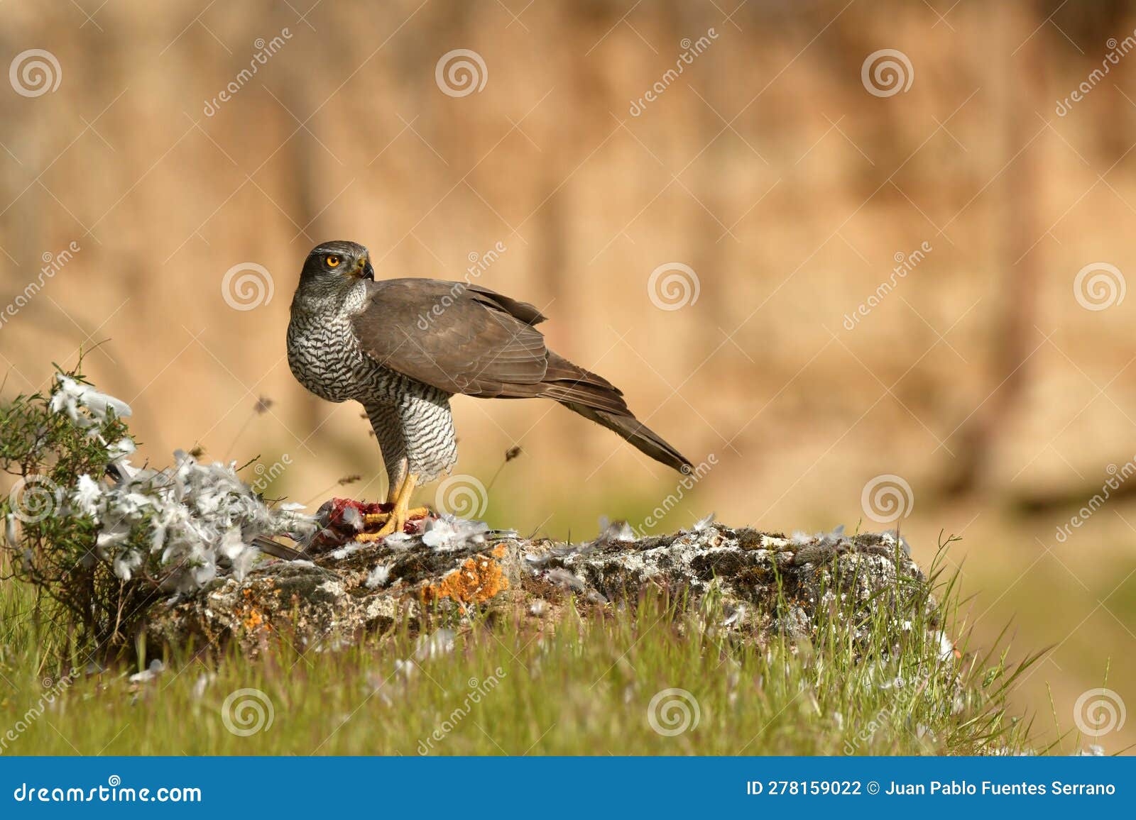 Goshawk with Prey in the Forest Stock Photo - Image of beak, prairie ...