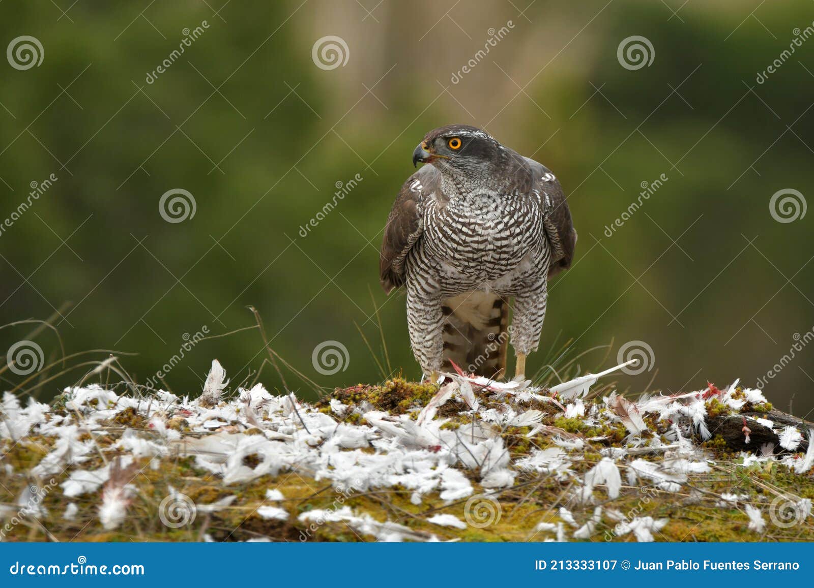 A goshawk with prey stock image. Image of biology, raptors - 213333107
