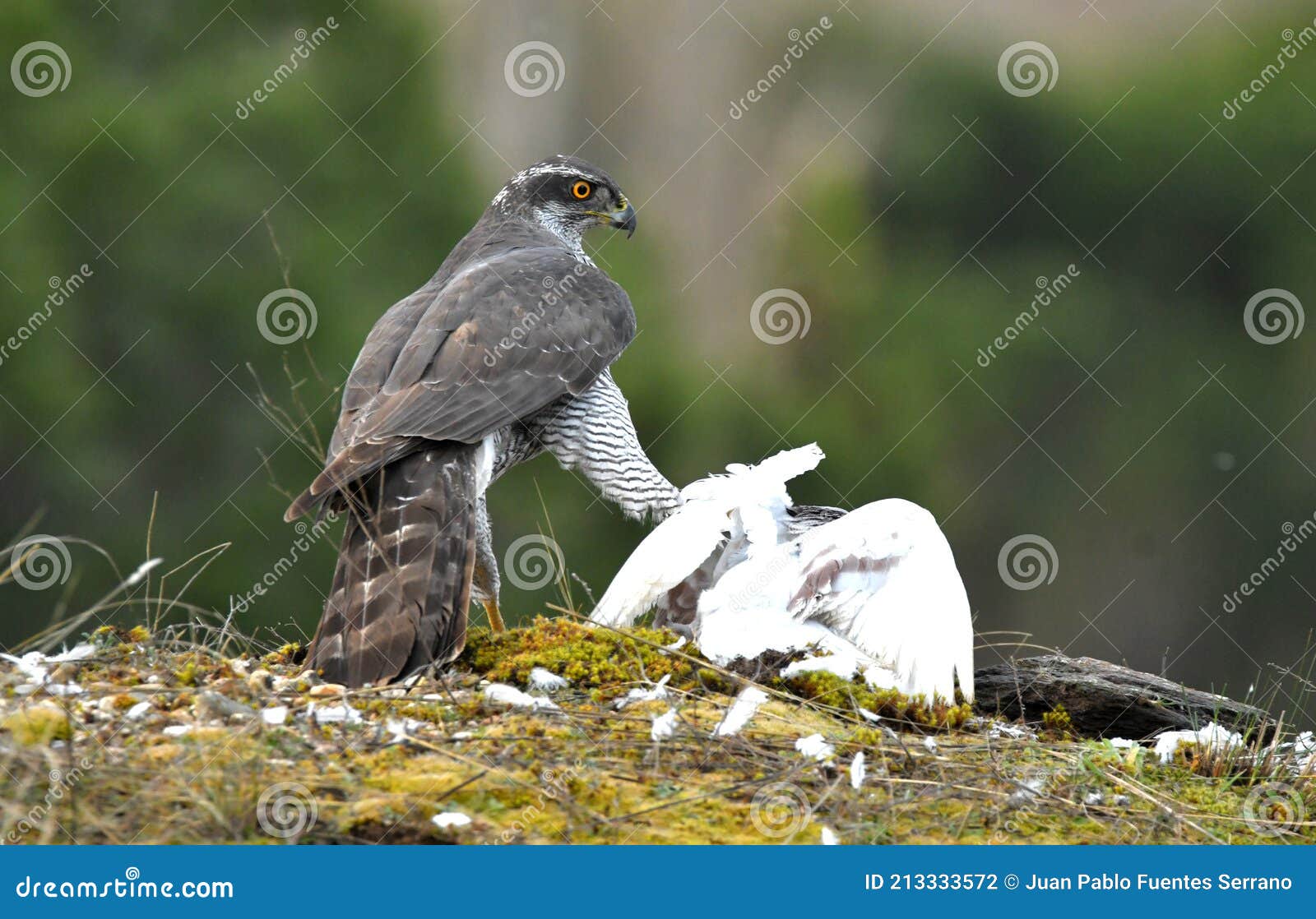 A Goshawk with Prey between Its Claws Stock Photo - Image of fowl ...