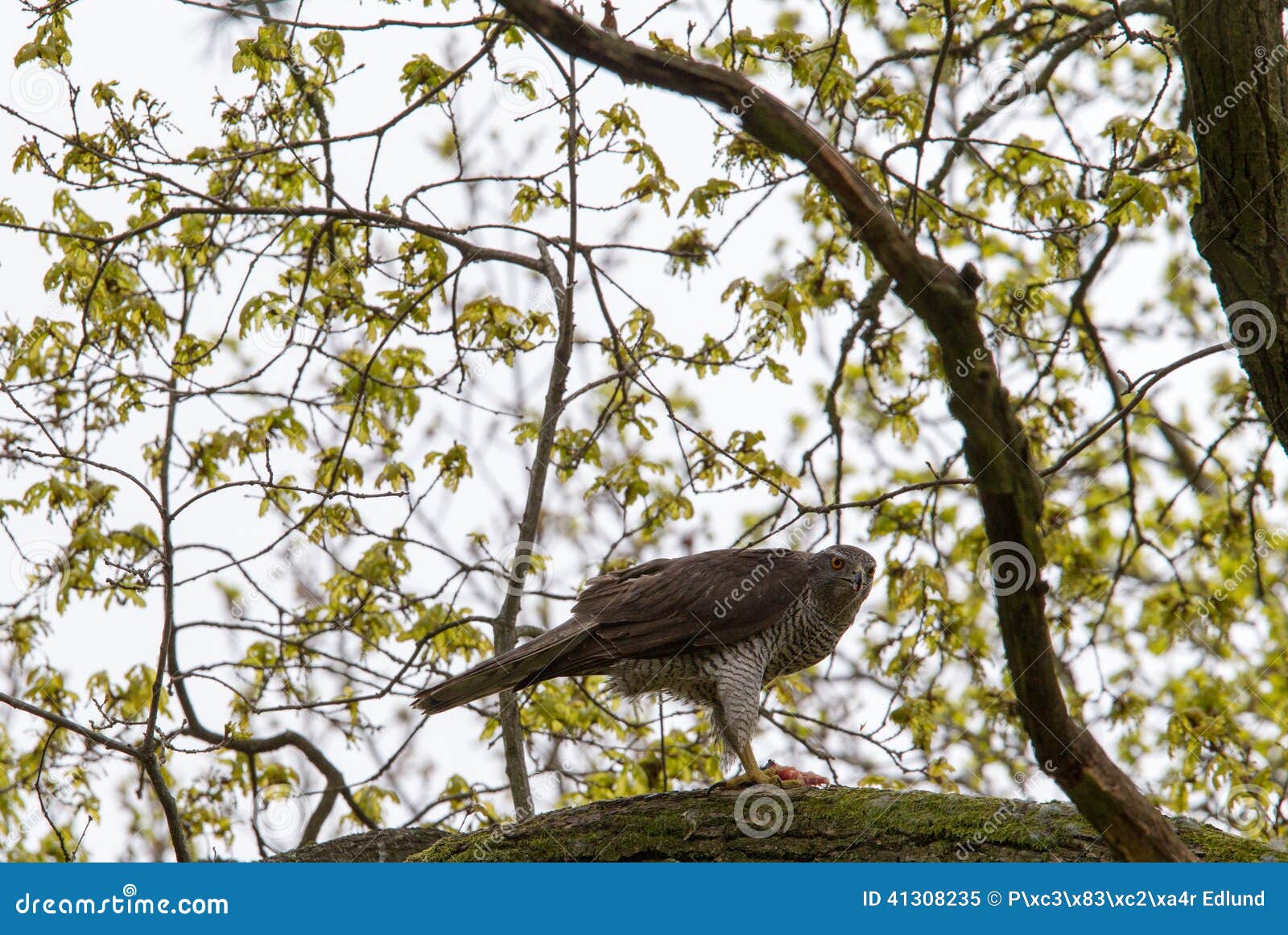 Goshawk s meal. stock image. Image of observer, meal - 41308235