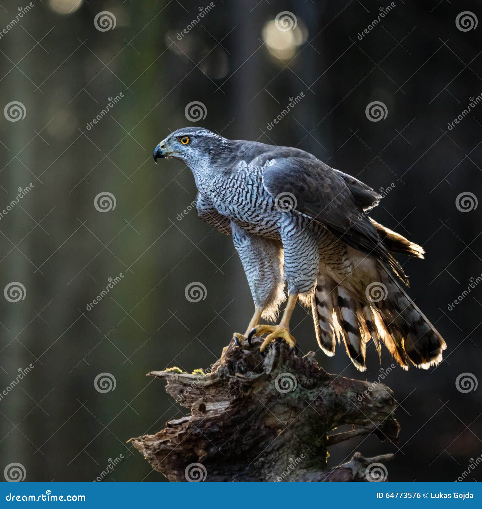 Goshawk is Sitting on the Tree Stump Stock Photo - Image of forest ...