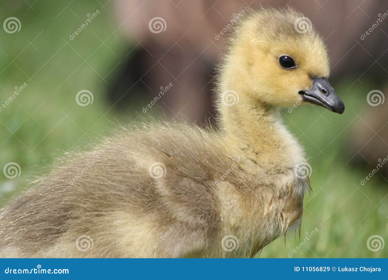 Gosling stock image. Image of goose, gosling, small, animal - 11056829