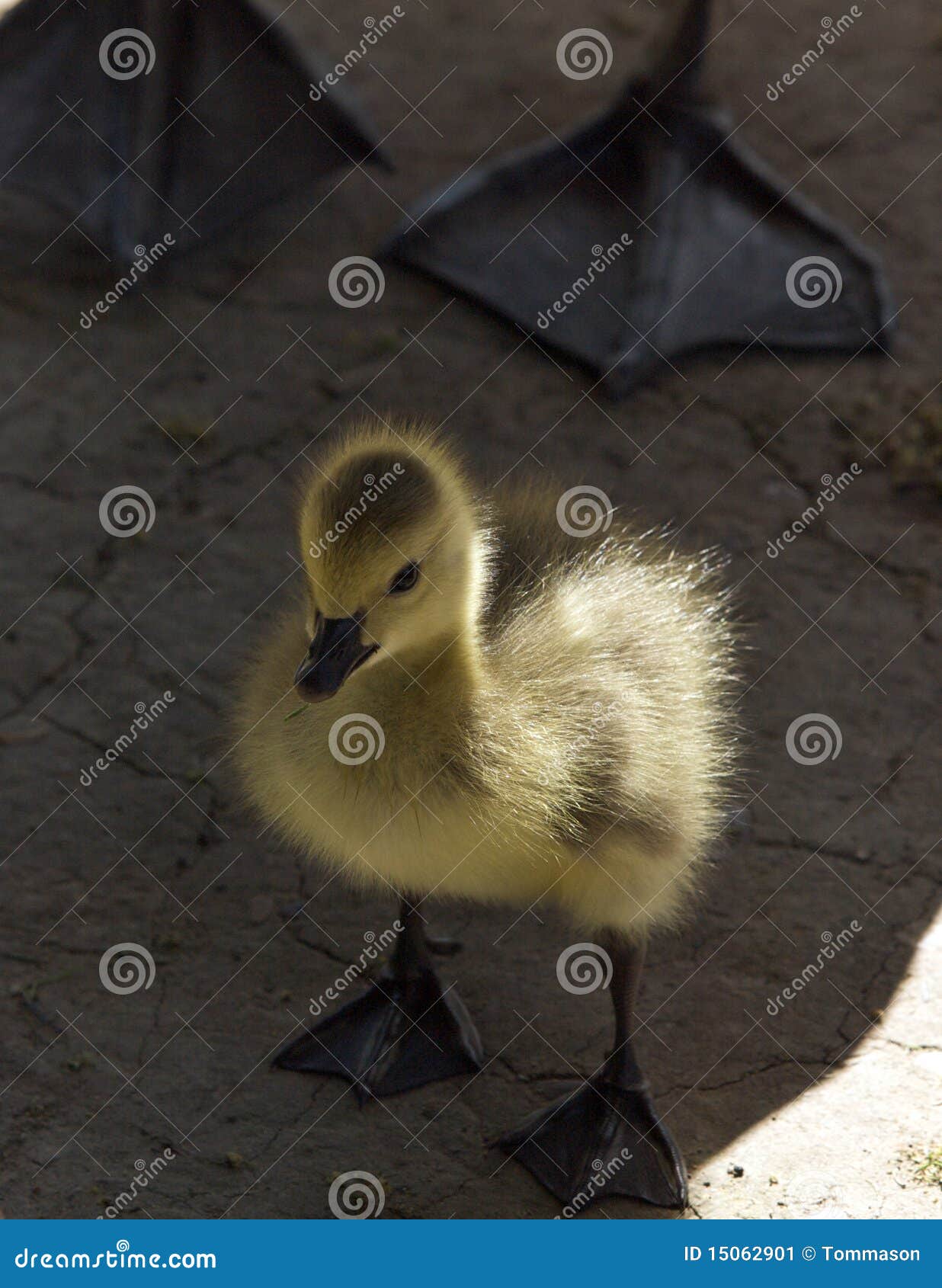 Gosling stock image. Image of gosling, royalty, bird - 15062901