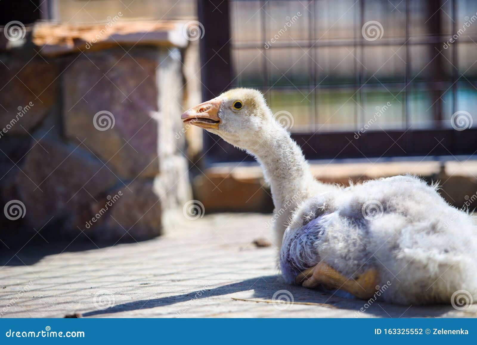 Gosling stock photo. Image of little, green, newborn - 163325552