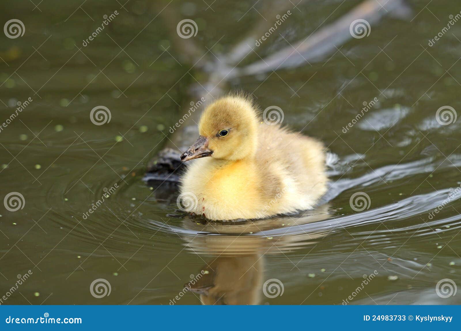 Gosling Royalty-Free Stock Photo | CartoonDealer.com #24983733