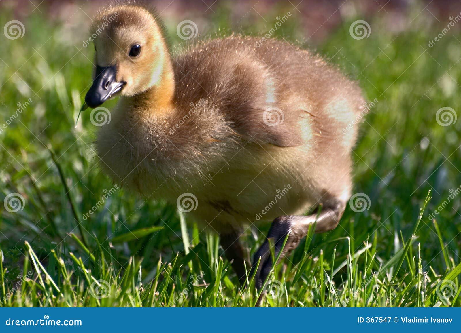 Gosling stock image. Image of avian, spring, farm, geese - 367547