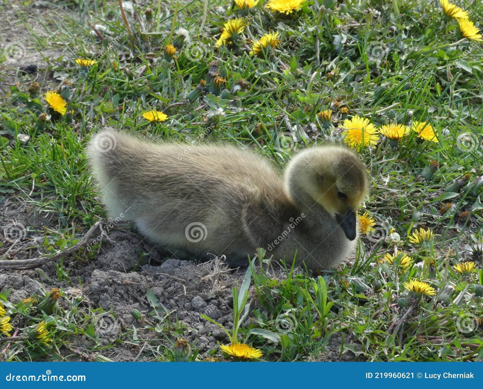 Gosling stock image. Image of flower, gosling, nature - 219960621